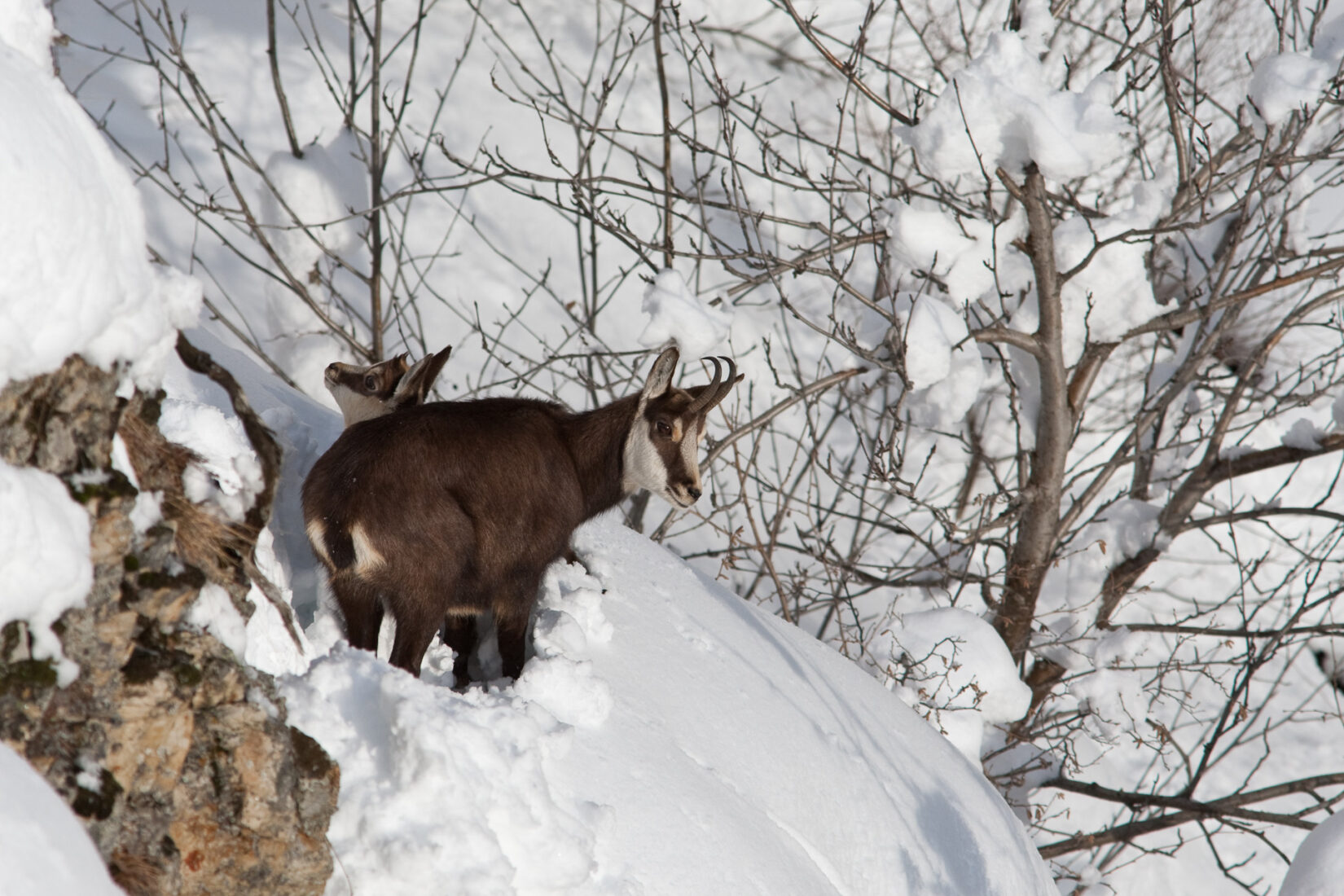 Les animaux en hiver - Vercors Escapade