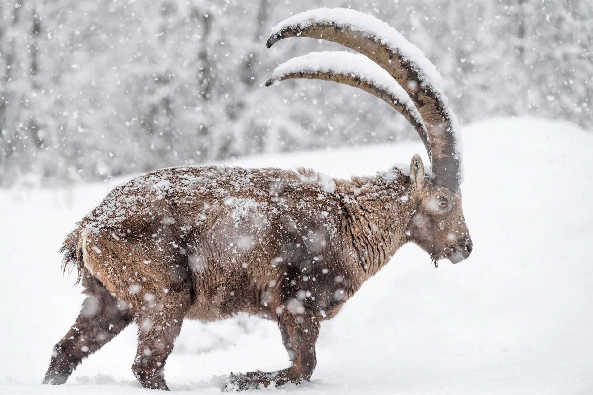 Les animaux en hiver - Vercors Escapade