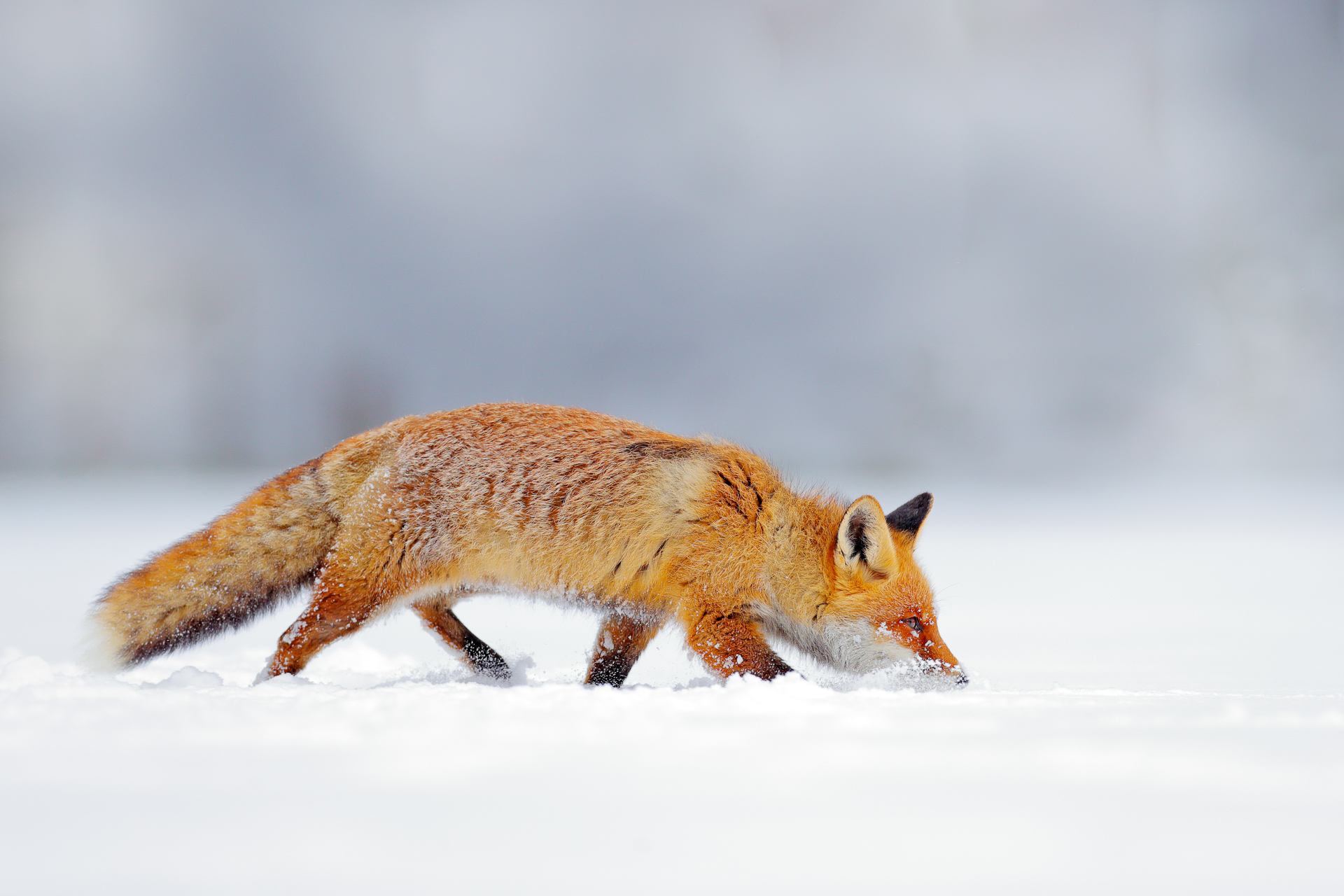 Les animaux en hiver - Vercors Escapade