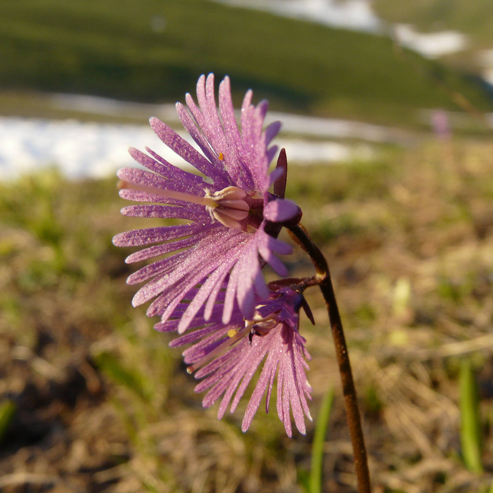La flore du Diois et du Vercors - Vercors Escapade